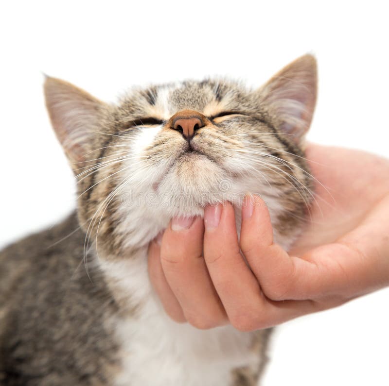 Caress a Cat on a White Background Stock Image - Image of friendly ...