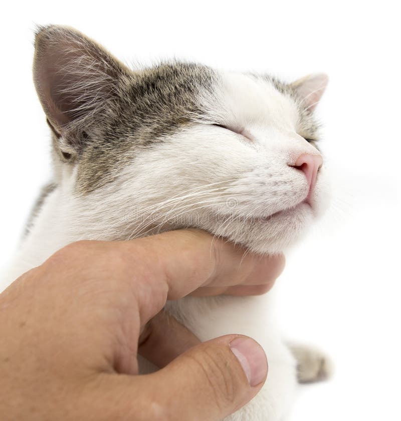49,056 Cat Hand Stock Photos - Free & Royalty-Free Stock Photos from ...
