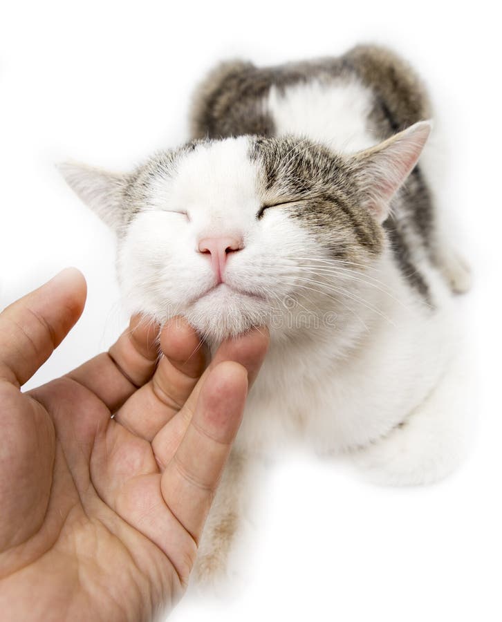 49,056 Cat Hand Stock Photos - Free & Royalty-Free Stock Photos from ...