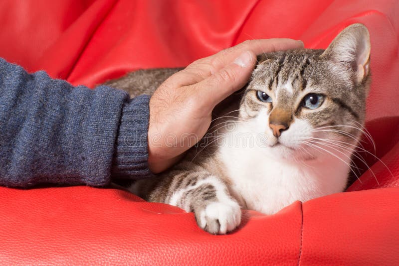 Caressing cat stock photo. Image of feline, human, gesture - 71576452