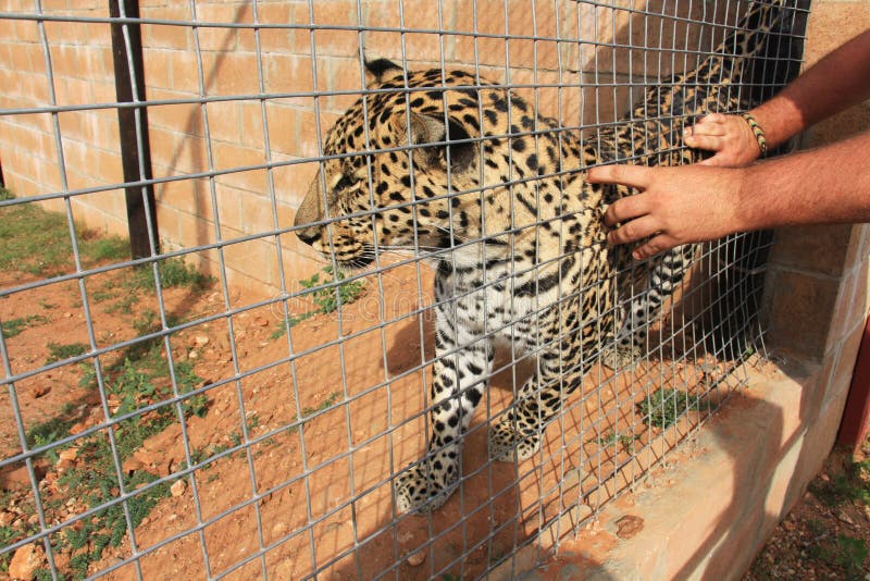 Caressing a Leopard in a Cage Editorial Photo - Image of african, hands ...