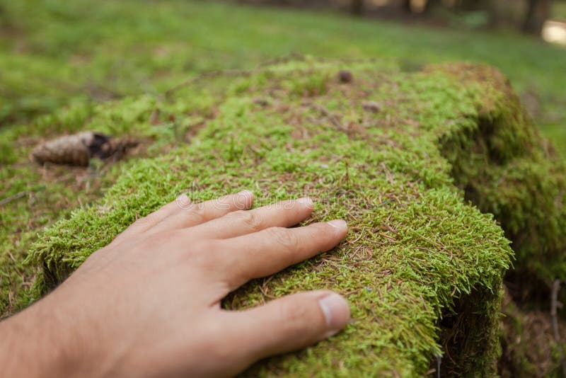 Caressing a Surface of Green Moss with an Hand Inside the Forest Stock ...