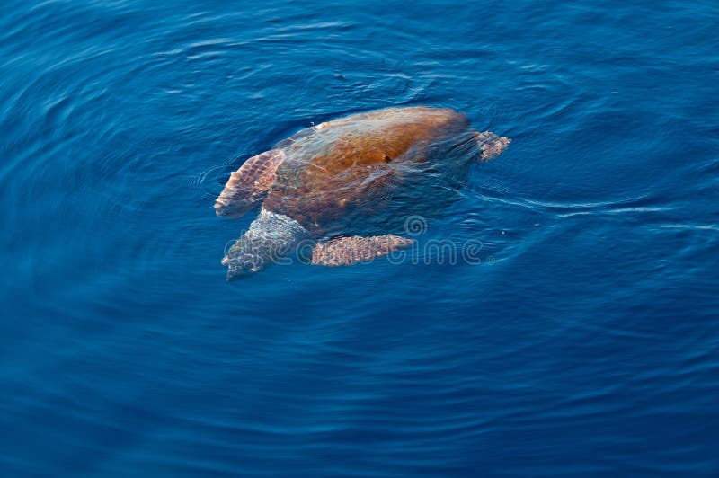Caretta Caretta swimming stock image. Image of ocean - 37565997