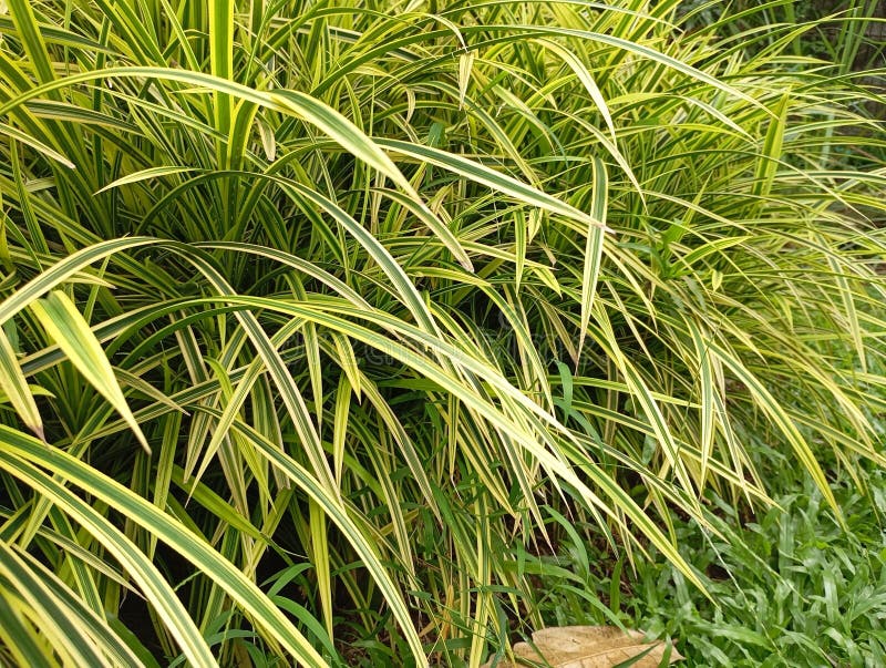 Carex Oshimensis is a Species of Grass-like Plant. Stock Photo - Image ...