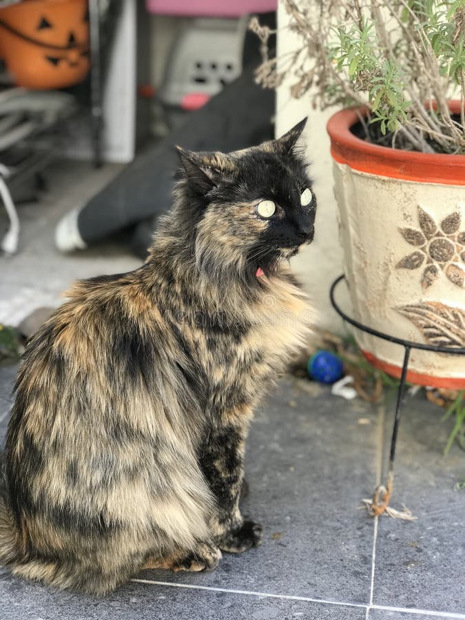 Carey Stock Photos - Download 1,478 Royalty Free Photos