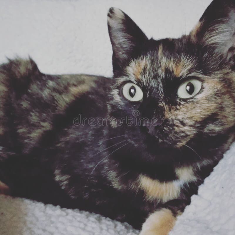 Sweet Carey Cat Stock Photos - Free & Royalty-Free Stock Photos from ...