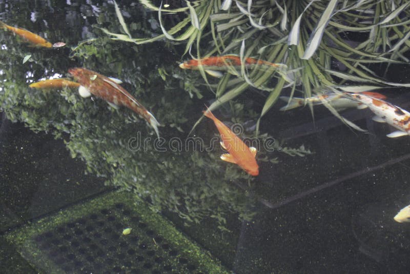 Carf fish stock image. Image of plants, competition, circus - 94423227