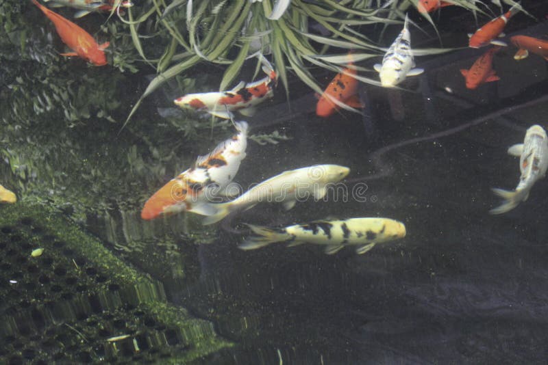 181 Carf Stock Photos - Free & Royalty-Free Stock Photos from Dreamstime