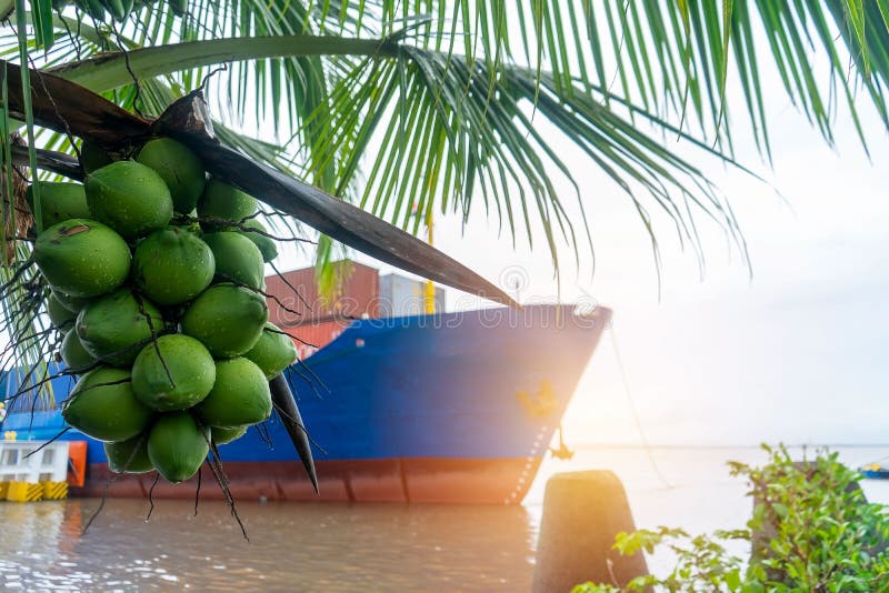 Cargo Ship Carrying Merchandise through the Caribbean Sea, Coconuts is ...