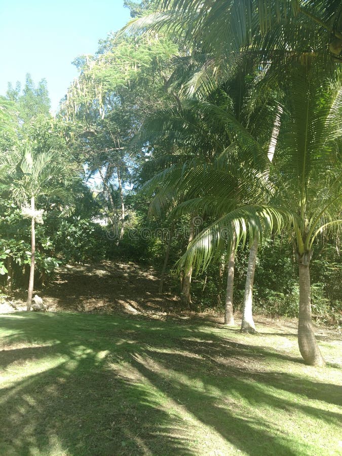 Carib yard stock image. Image of coconut, carib, sunset - 134621495