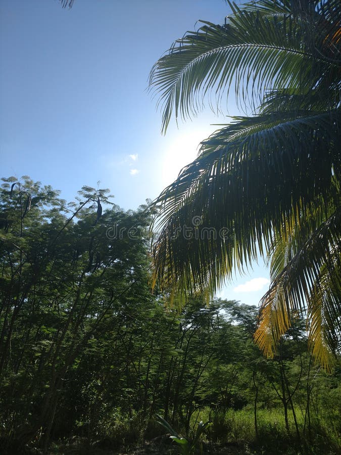 Carib yard stock photo. Image of yard, carib, trees - 134621496