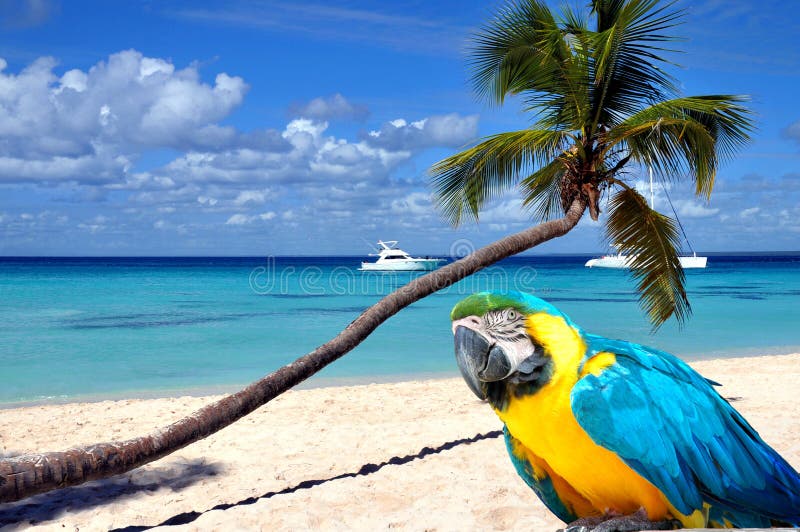 Macaw Beach stock photo. Image of sand, yellow, bird, flying - 294222