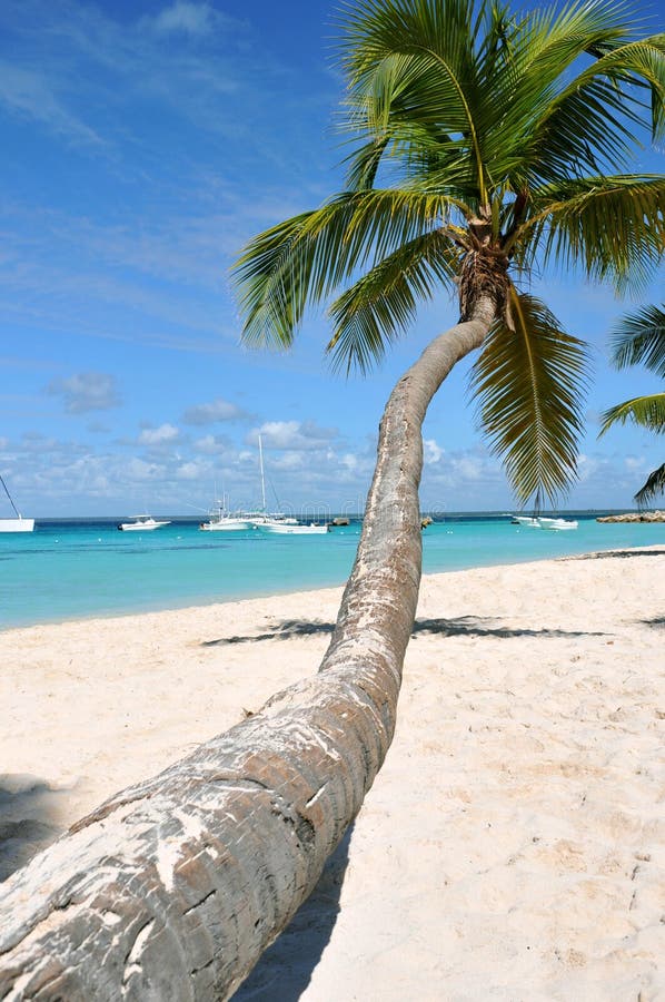 Divi Divi Trees on Eagle Beach in Aruba Stock Image - Image of ocean ...