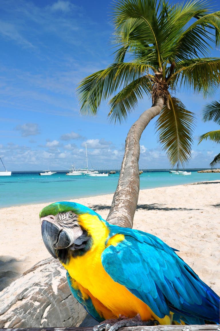 2,305 Parrot Tropical Beach Stock Photos - Free & Royalty-Free Stock ...