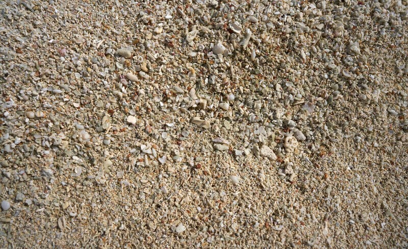 Wet Sand with Shells and Rocks at Beach or Coast Stock Image - Image of ...