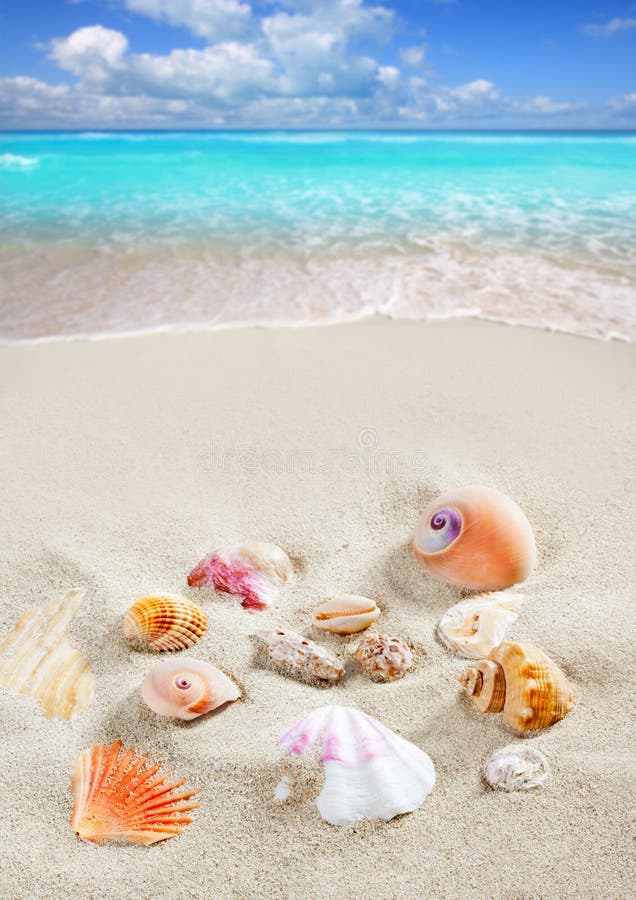 Caribbean Beach Sand With Sea Shells And Starfish Stock Photo - Image ...
