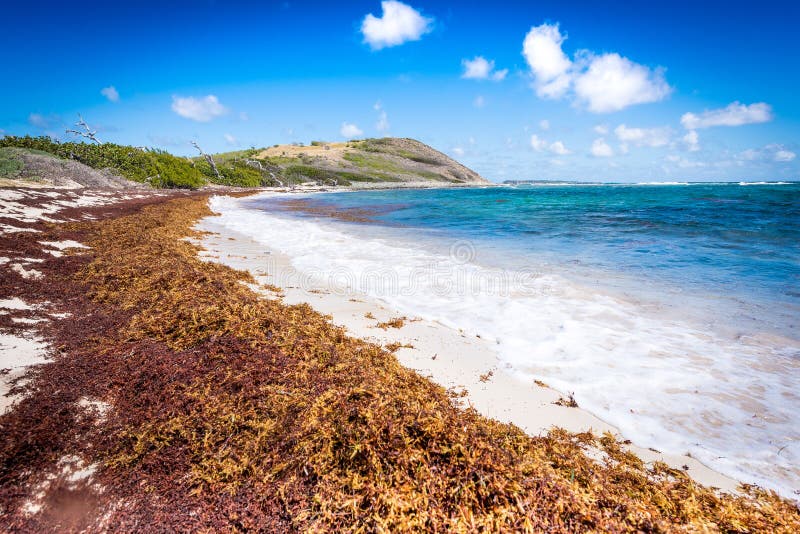 Caribbean Beach Scene stock image. Image of ocean, surf - 69895033