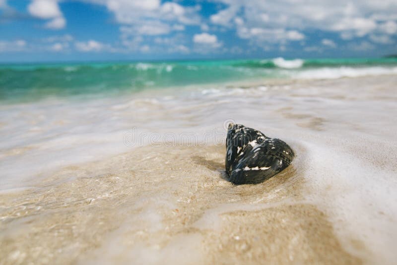 Caribbean Black Shells on Beach Stock Image - Image of relaxation, cuba ...