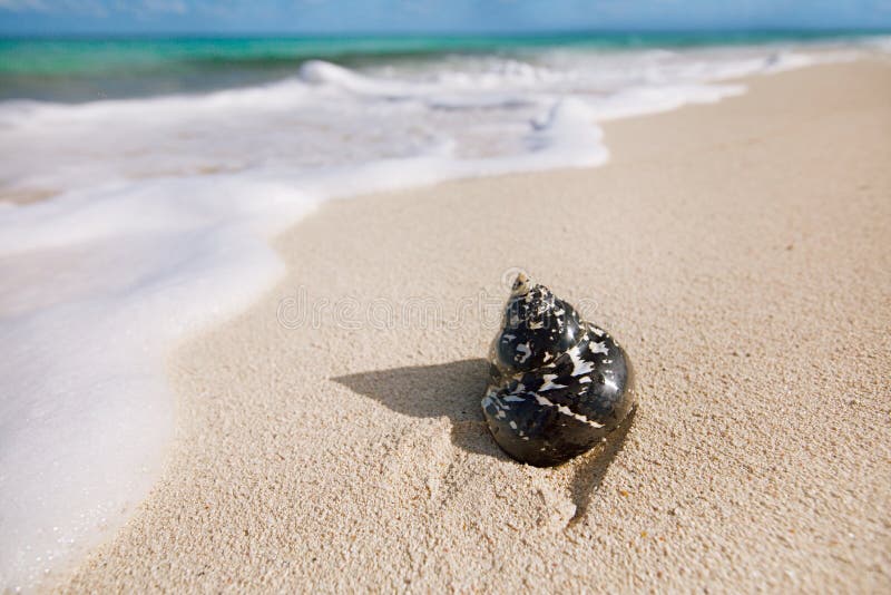 Caribbean Black Shells on Beach Stock Image - Image of caracoles, blue ...