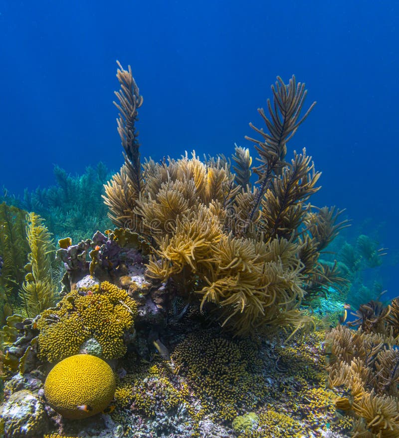 Caribbean coral garden stock photo. Image of coral, atlantic - 258903034