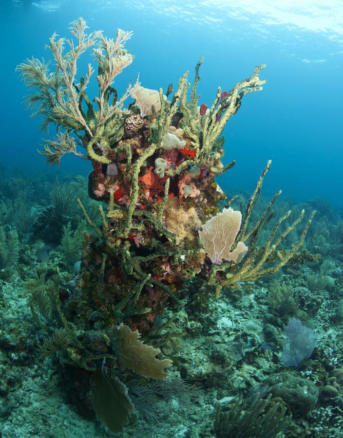 Caribbean coral reef scene stock photo. Image of islands - 17680916