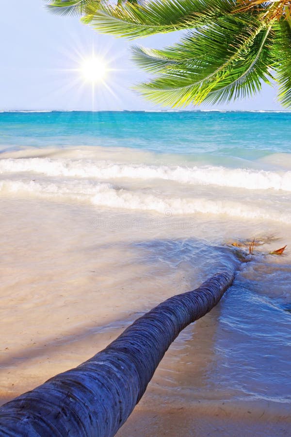 Caribbean Dream beach . stock image. Image of tropic - 37742251