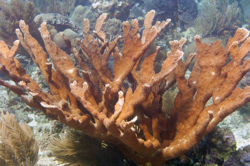 Caribbean fire coral stock photo. Image of salt, underwater - 18045646
