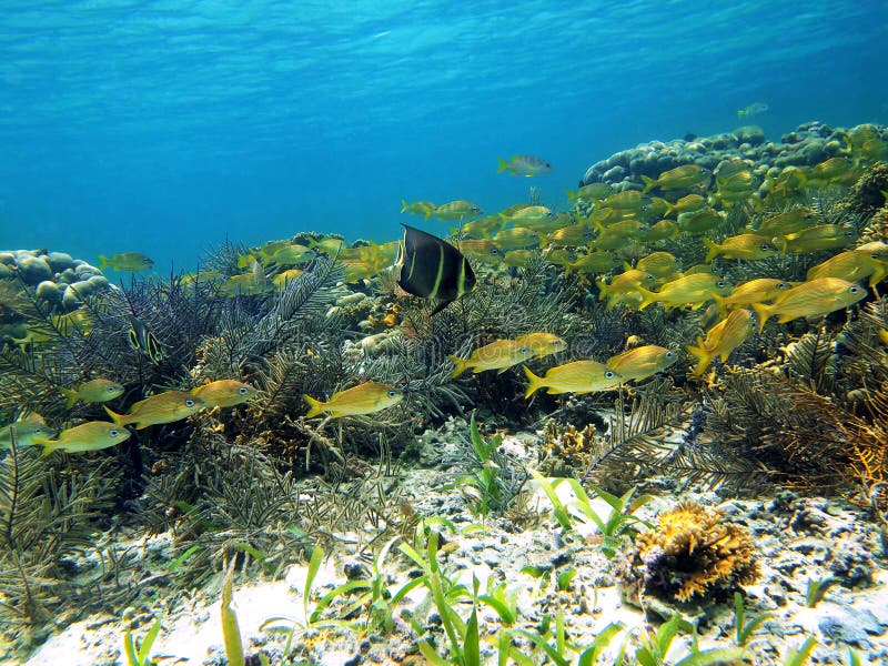 School of Tropical Fish - South Pacific Ocean Stock Photo - Image of ...
