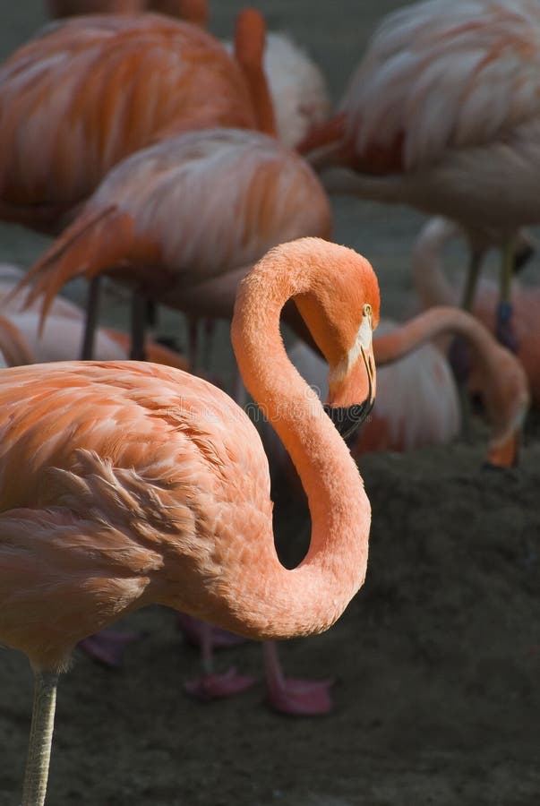 Caribbean Flamingo Portrait Stock Photo - Image of graceful, bird: 25092932