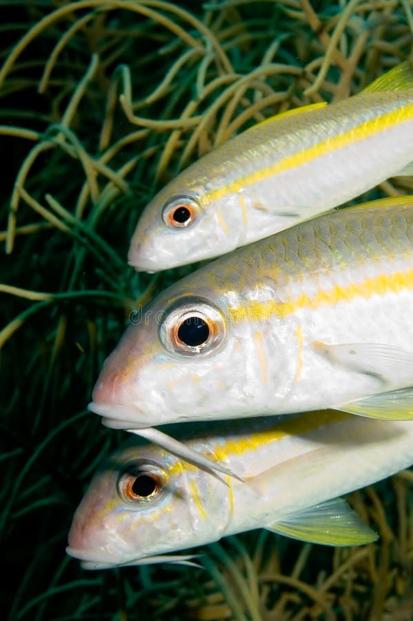 Caribbean goatfish family stock photo. Image of deep, goatfish - 1790456