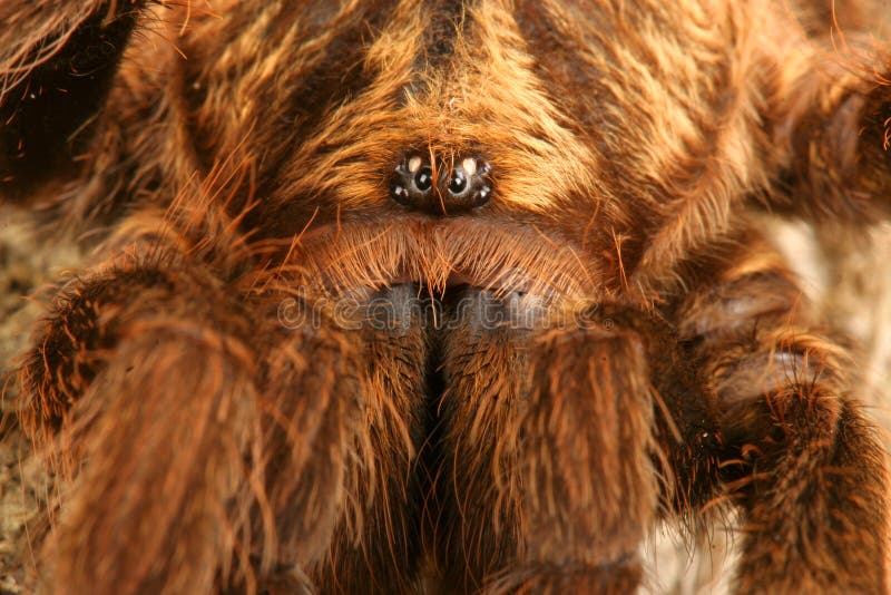 Caribbean Golden Grey Tarantula Stock Photo - Image of arachnophobia ...