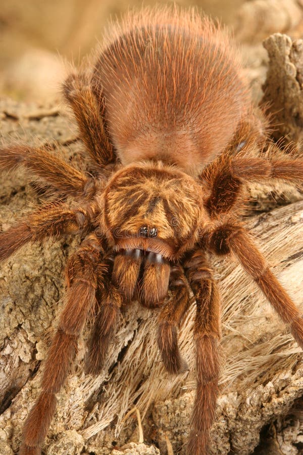 190 Grey Tarantula Stock Photos - Free & Royalty-Free Stock Photos from ...