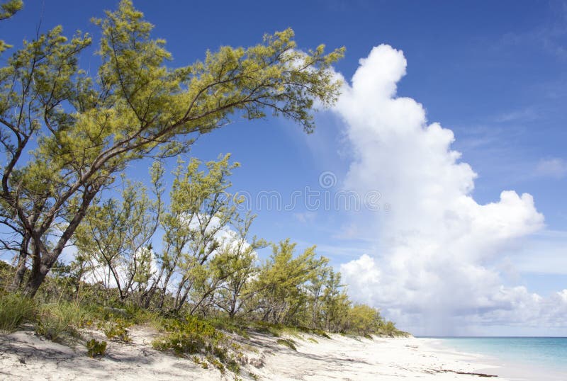 Caribbean Island Tree stock photo. Image of travel, caribbean - 89530238