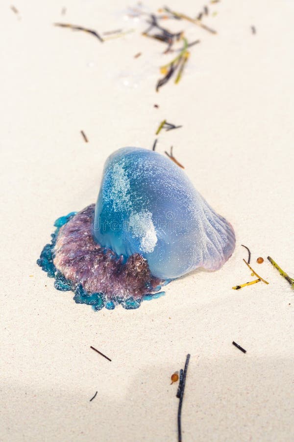 Caribbean Jelly Fish stock image. Image of ocean, exotic - 60209039