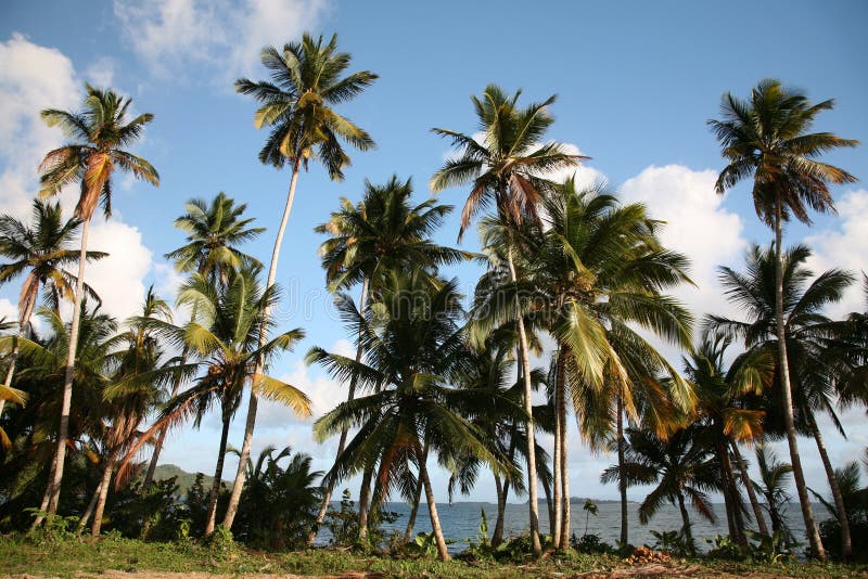 Caribbean Landscape stock image. Image of palm, environment - 7304151