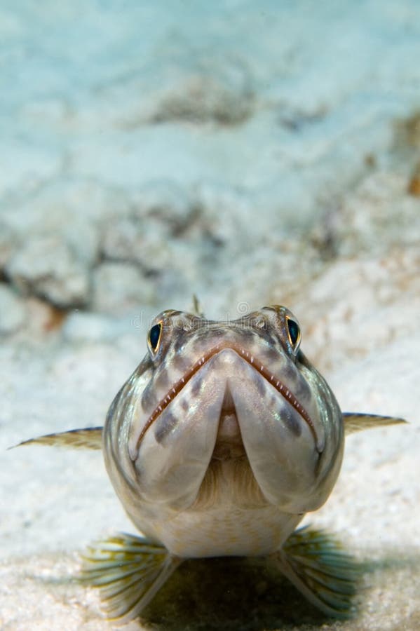 Caribbean Lizardfish stock image. Image of deep, bottom - 1790313