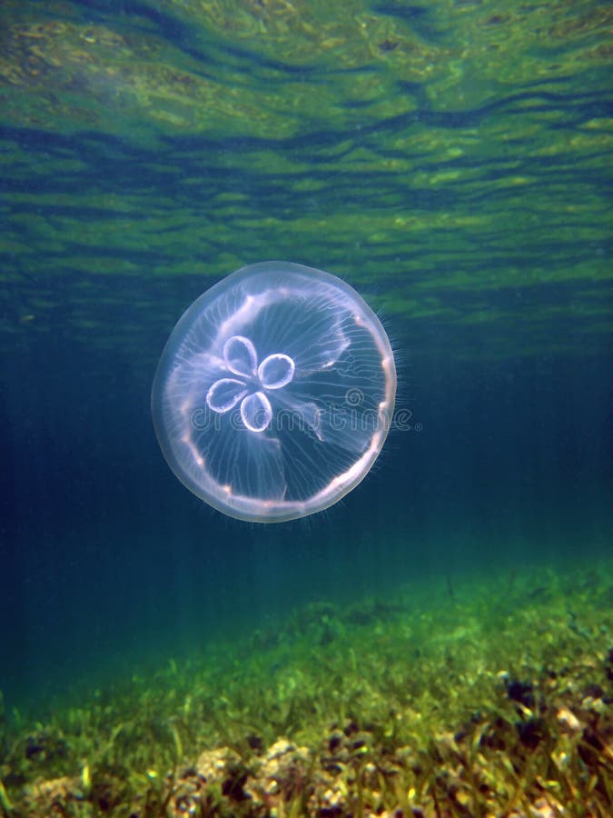 Moon Jellyfish stock photo. Image of animal, jellyfish - 23302870