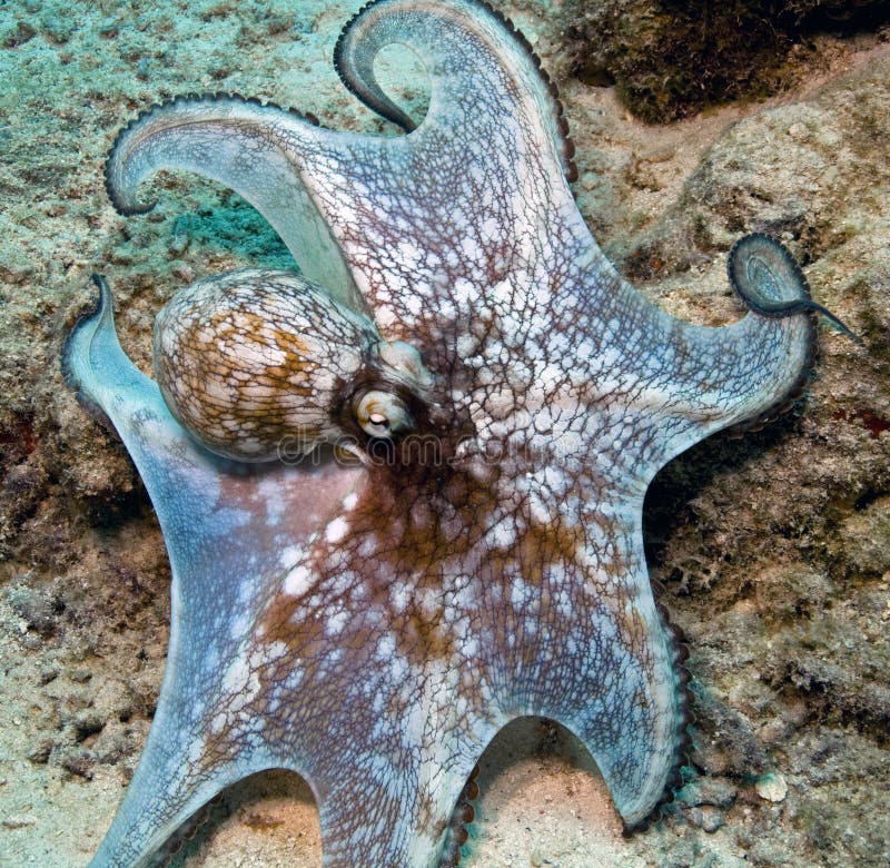 3+ Caribbean reef octopus bonaire Free Stock Photos - StockFreeImages