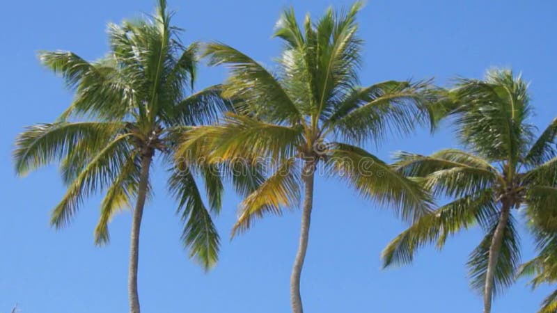 Caribbean palm tree stock footage. Video of colorful - 40350922