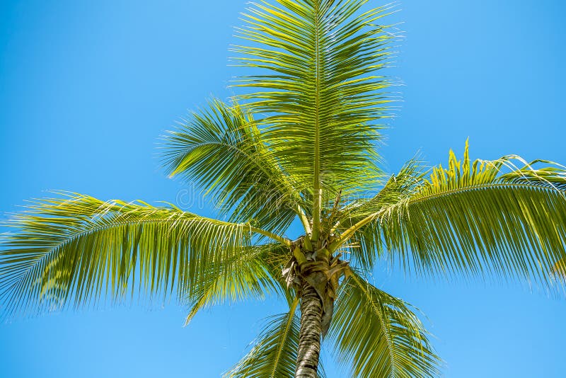 Caribbean Palm Trees stock photo. Image of palm, blue - 85388984