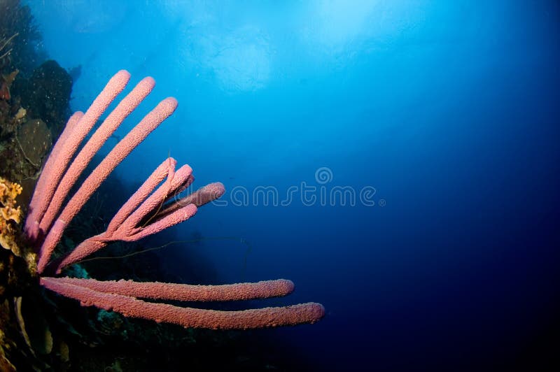 Caribbean pink sponge stock image. Image of ocean, caribbean - 1790475
