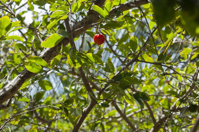 Caribbean Poisonous Cherry Apple in a Tree. Stock Image - Image of ...