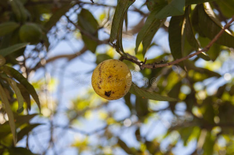 Caribbean Poisonous Cherry Apple in a Tree. Stock Image - Image of tree ...