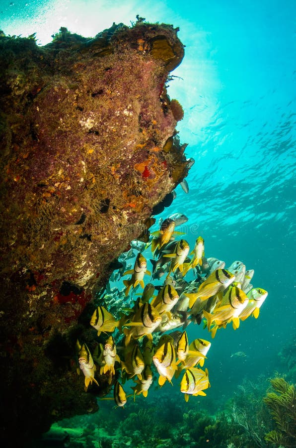 1,725 Wild Life Animal Images Joi Stock Photos - Free & Royalty-Free ...