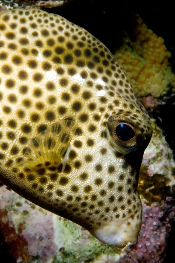 5+ Pufferfish eye Free Stock Photos - StockFreeImages