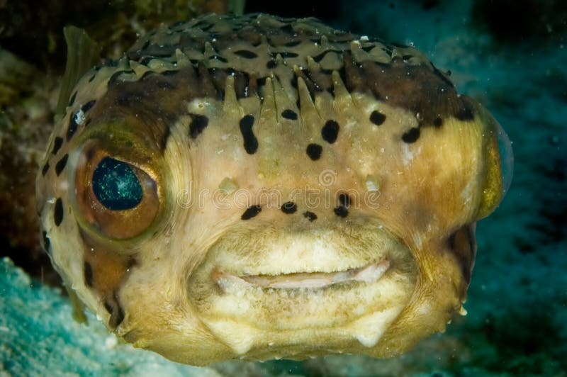 Pufferfish, Seal Face Puffer Fish. Stock Image - Image of ocean ...
