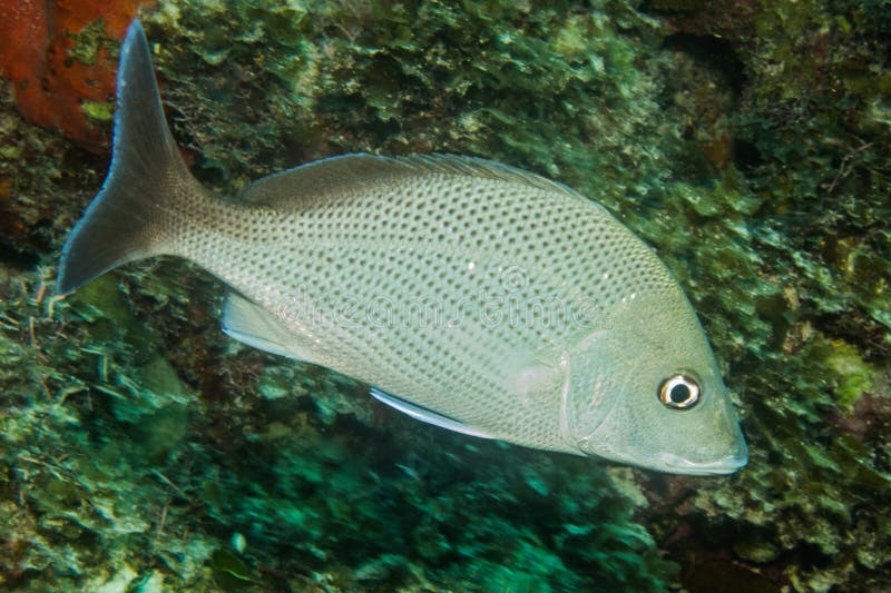Caribbean reef fish stock photo. Image of mexico, multicolored - 31687104