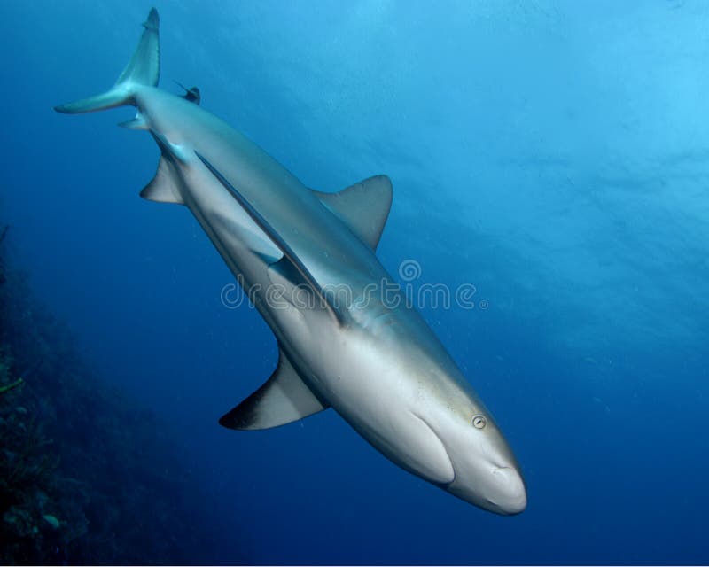Topview of a lemon shark stock image. Image of negaprion - 21245151