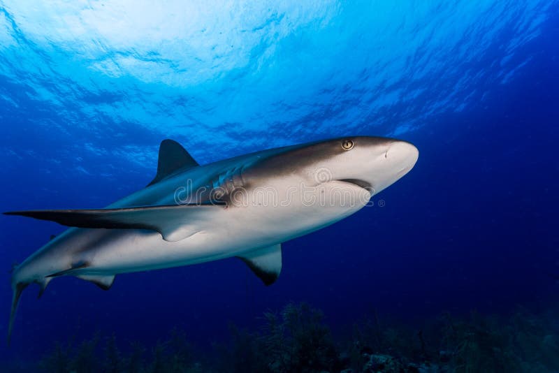 Caribbean Reef Shark All Around Bottom Up View with Clear Blue W Stock ...
