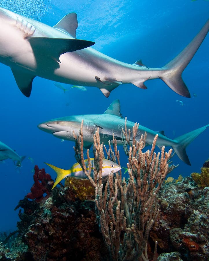 Caribbean reef shark stock image. Image of predator, underwater - 35678331